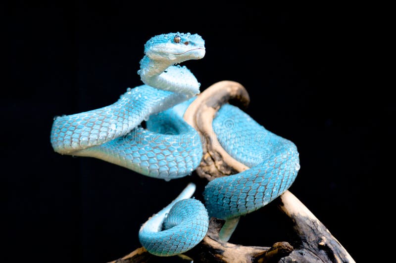 Blue viper snake stock photo. Image of blue, lizard - 254233488