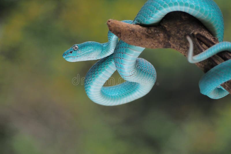 Blue Viper Snake on a Branch, Viper, Blue Insularis, Trimeresurus ...
