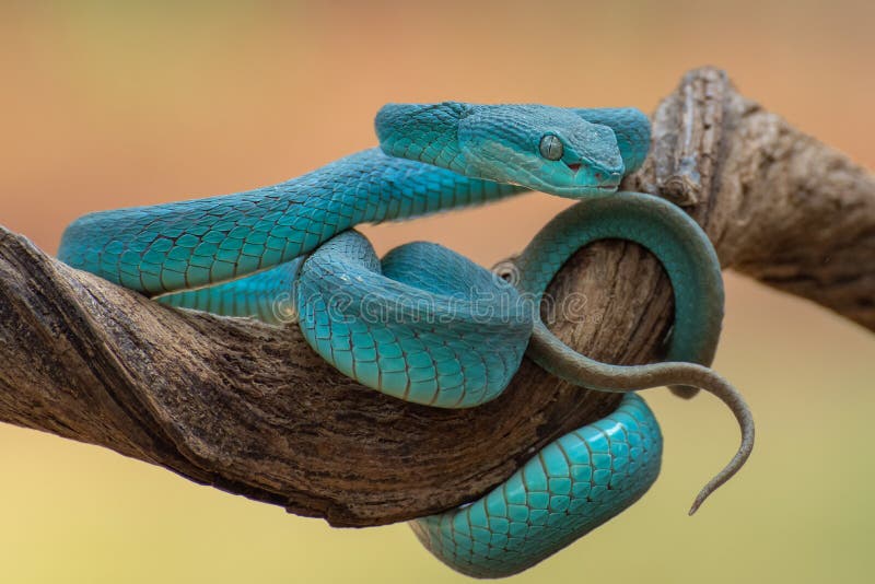327 Blue Pit Viper Stock Photos - Free & Royalty-Free Stock Photos from ...