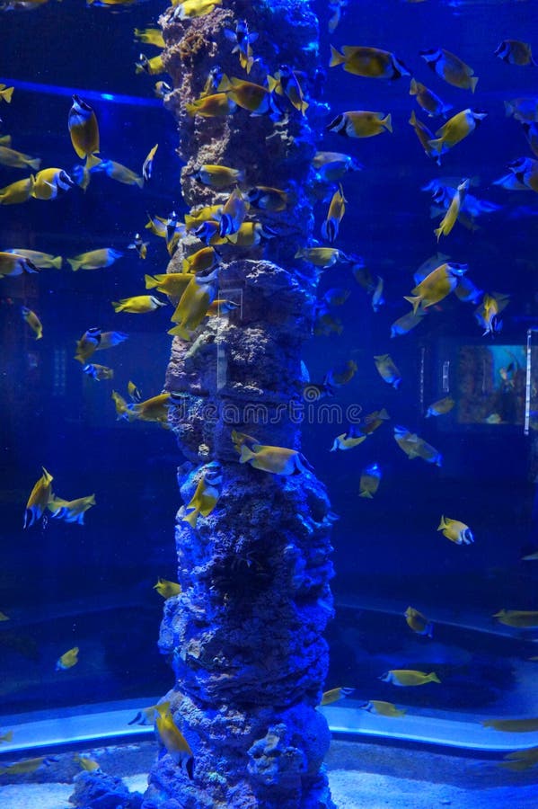 Blue water stock photo. Image of building, columns, ducks - 166640064