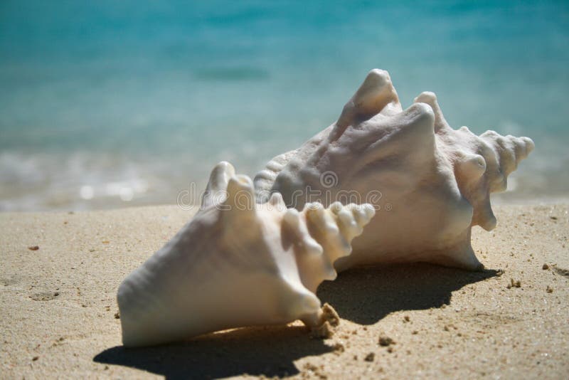 Blue Water and Conch Shells on Beach in Anguilla Stock Photo - Image of ...