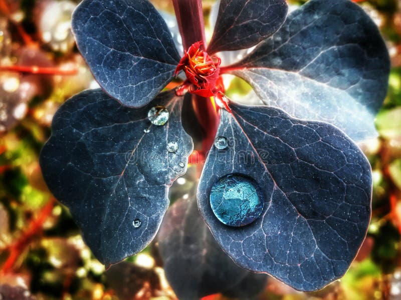 Blue Water Leaf Stock Photos - Download 136,996 Royalty Free Photos