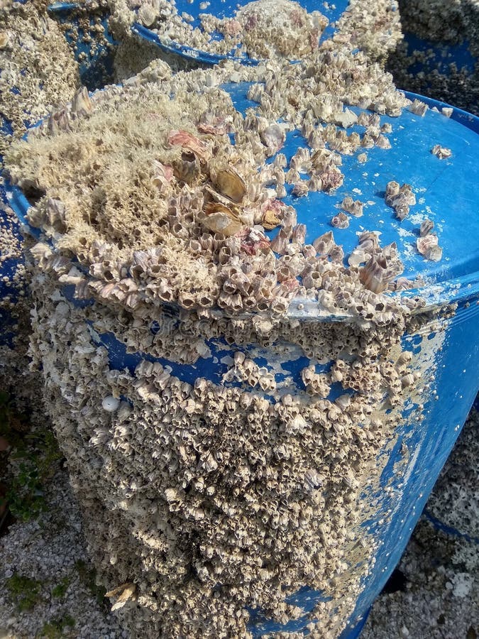 Blue Water Drums Gnarled by Sea Shells Stock Image - Image of shells ...