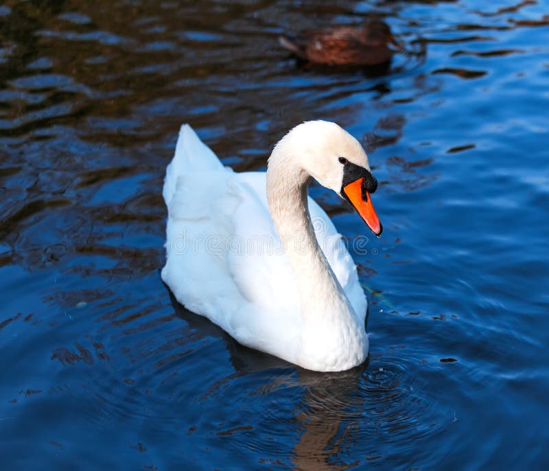 Blue Water, Elegant White Swan. Stock Image - Image of bird, grace ...