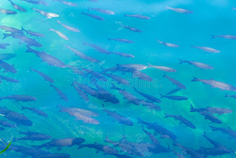 Blue water fish background stock image. Image of azure - 86659815