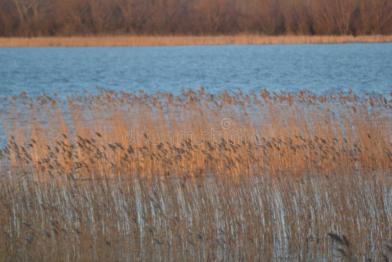 Blue Water with Golden Vertical Grass Stock Image - Image of water ...