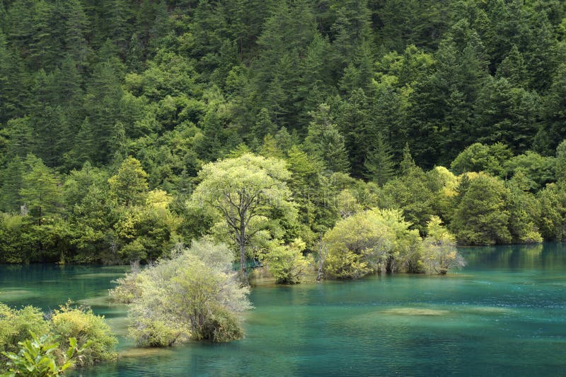 Blue water and green trees stock image. Image of blue - 33599759