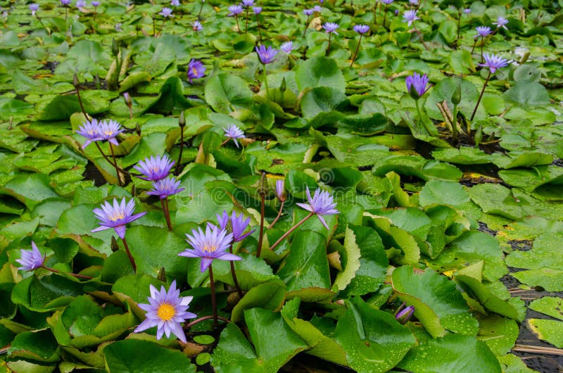 Blue Water Lilies Blooming in the Pond Stock Photo - Image of petal ...