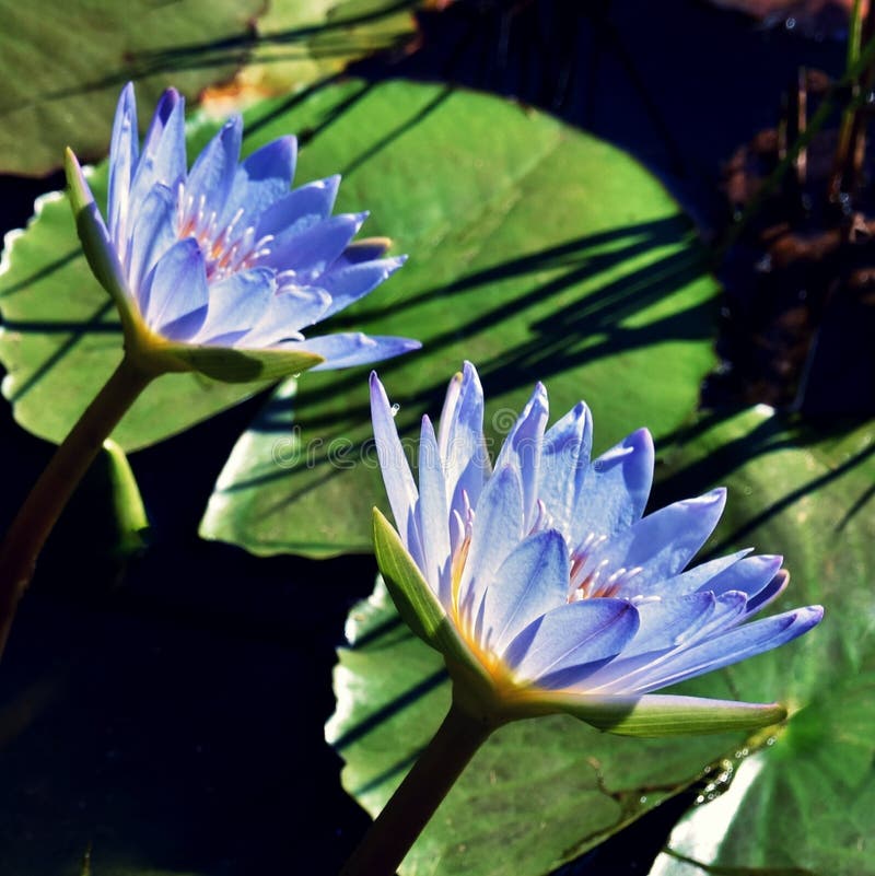 Blue Water Lilies in a Pond Stock Image - Image of petals, green: 183742271