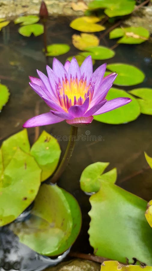 Blue water lily stock image. Image of flower, aquatic - 274145117