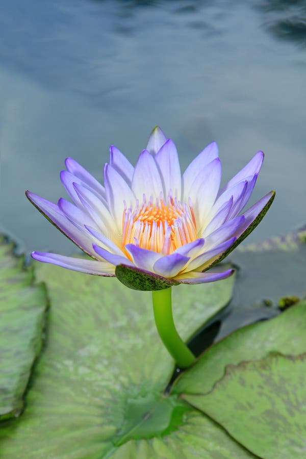 Blue Water Lily stock photo. Image of blooms, aquatic - 16371782