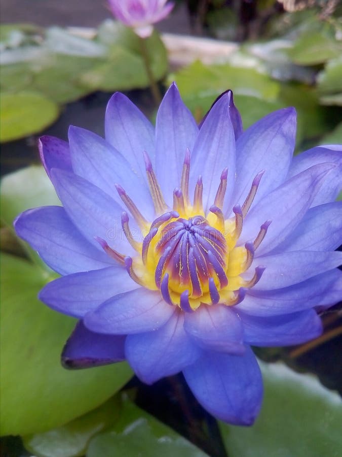 Blue water lily flower stock image. Image of water, flowers - 247725117