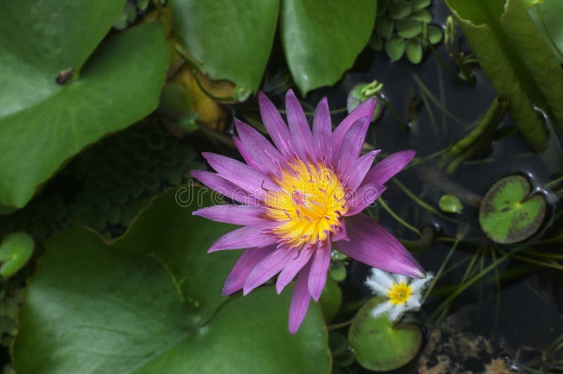 Blue Water Lily Nymphaeaceae Floating in Pond, Top View Stock Photo ...