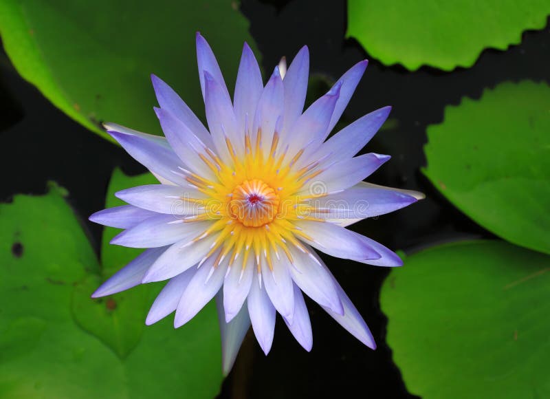 Blue water lily stock photo. Image of corolla, botanical - 31503082