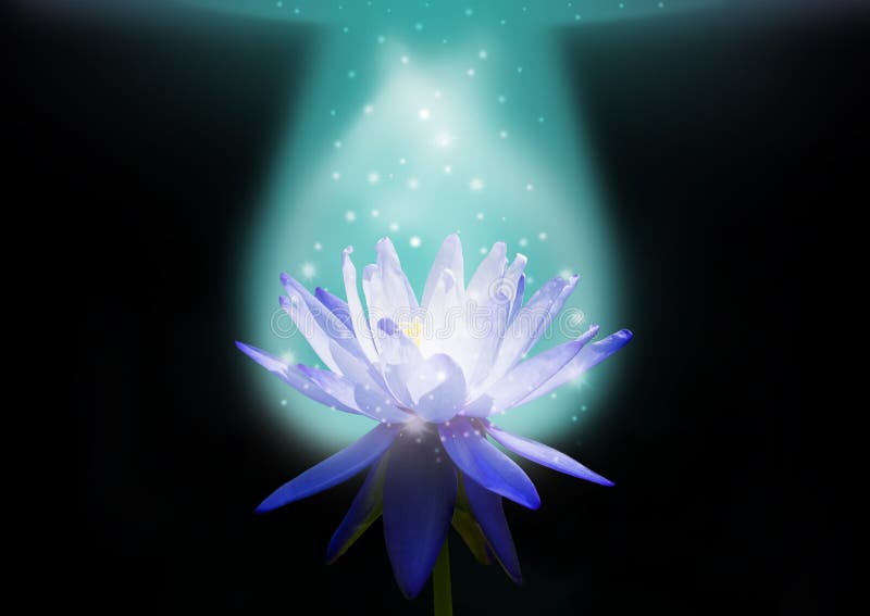 Blue Water Lotus on Magic Light Stock Image - Image of single, lotus ...