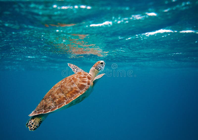 Underwater Shot with Turtle and Bubbles in Deep Stock Image - Image of ...
