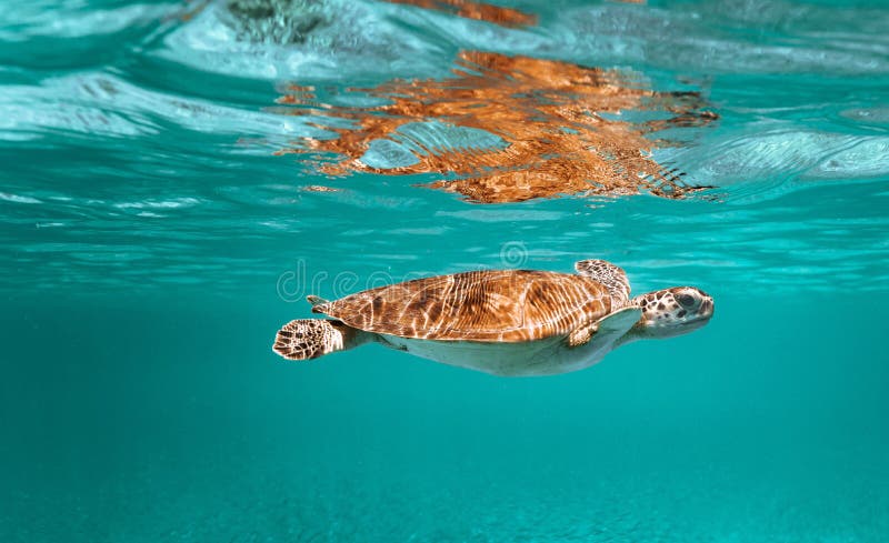 Underwater Shot with Turtle and Bubbles in Deep Stock Image - Image of ...