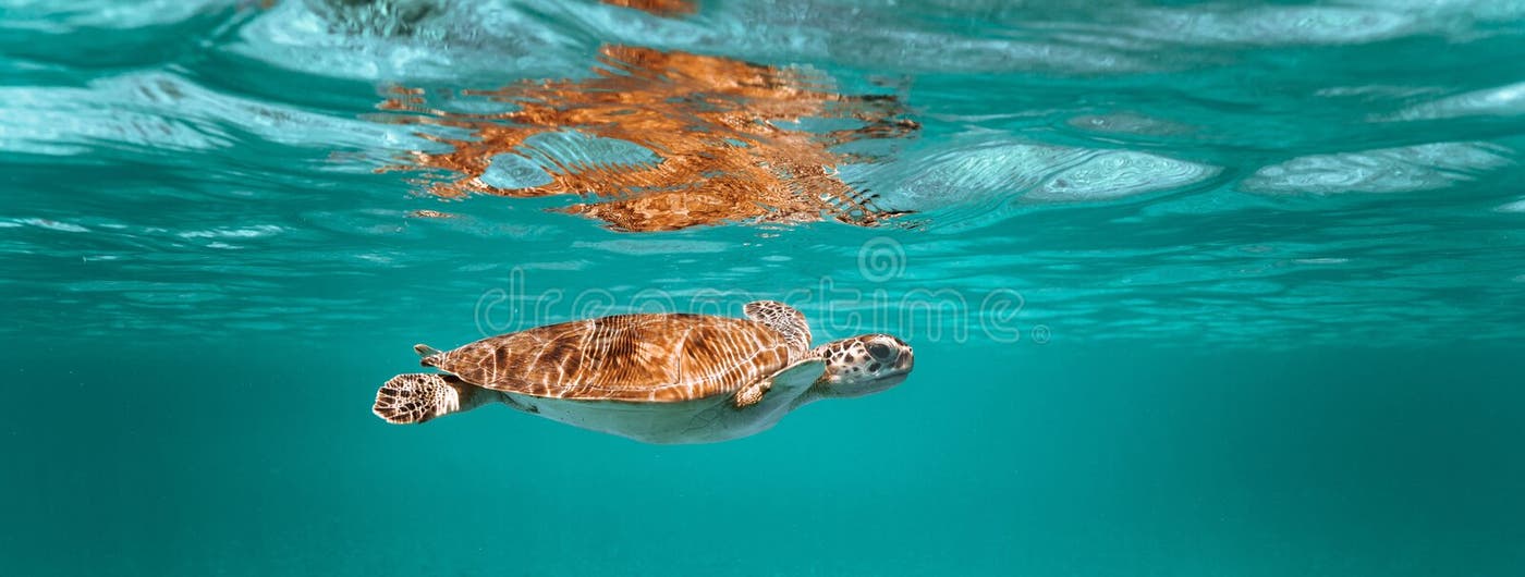 15,860 Underwater Bubbles Transparent Stock Photos - Free & Royalty ...