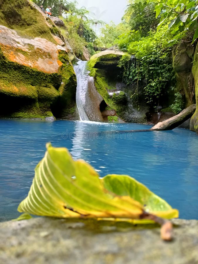 Blue Water Tree Jungle Nature Waterfall Stock Photo - Image of back ...