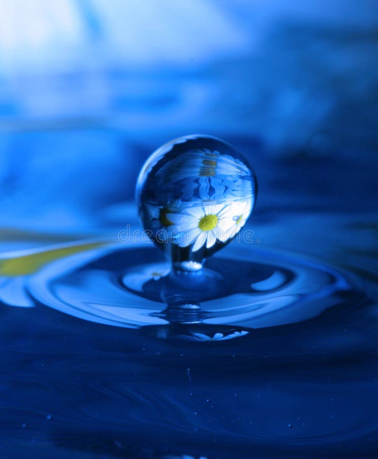 3,323 Water Drop Reflection Flowers Stock Photos - Free & Royalty-Free ...
