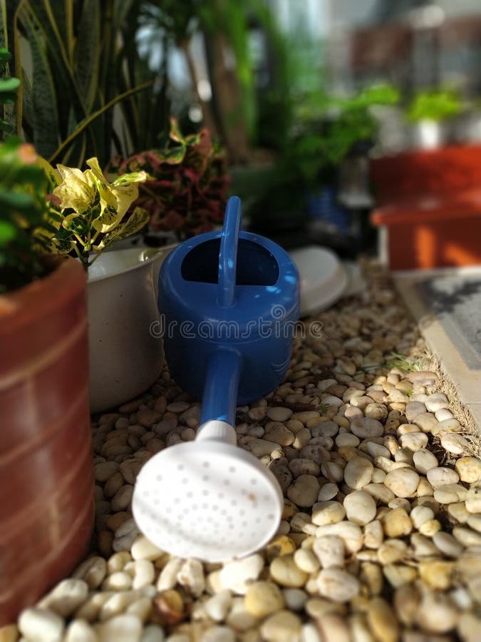 Close-up of the Garden View, Stone Courtyard, Beautiful, Morning ...