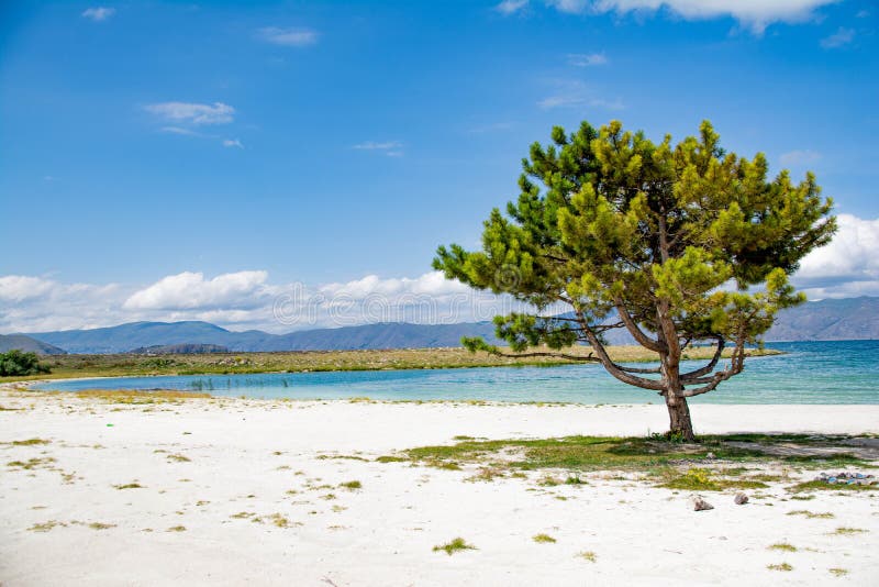 Blue Waters of Lake Sevan and a Lonely Tree on a White Beach Stock ...