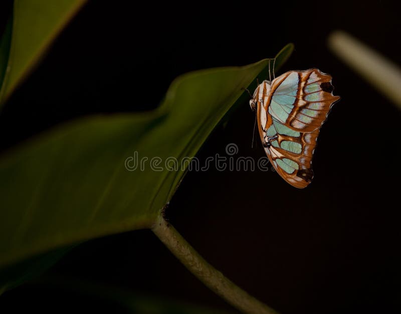 Blue Wave Butterfly stock photo. Image of leaf, insect - 24194338
