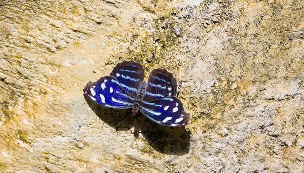 Blue Wave Butterfly Myscelia Cyaniris Stock Image - Image of pattern ...