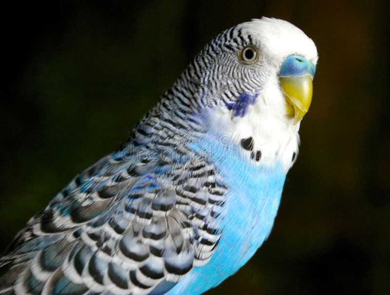 The Blue wavy parrot. stock image. Image of speaker, bright - 4938677
