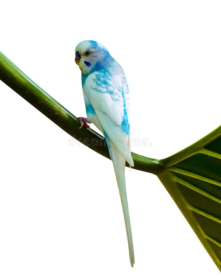 Blue Wavy Parrot. Parrot Isolated Stock Photo - Image of bright, birds ...
