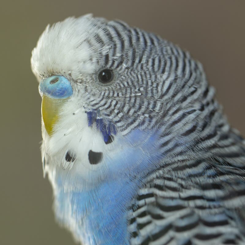 A Blue Wavy Parrot Sits on a Cage Stock Image - Image of birdie, quiet ...