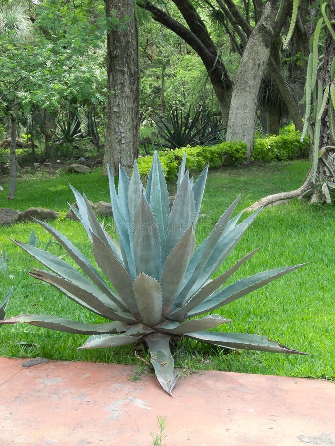 Blue Weber Agave Plant in the Garden, Agave Concept Stock Photo - Image ...