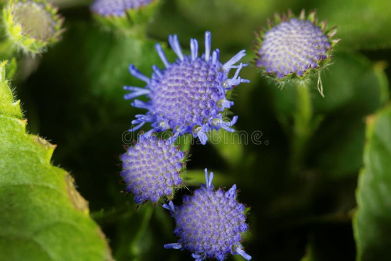 Blue Weed Ageratum Houstonianum Stock Photo - Image of garden ...