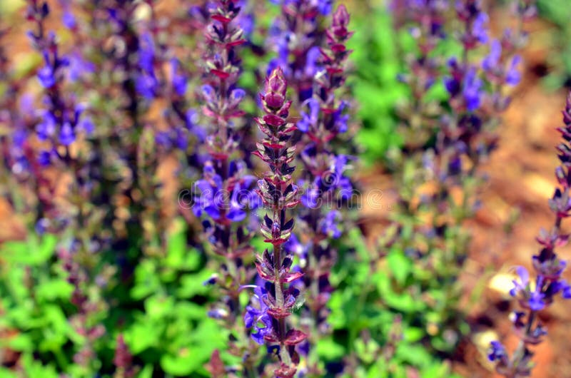 Blue weed stock image. Image of pretty, blossoms, purple - 73642185