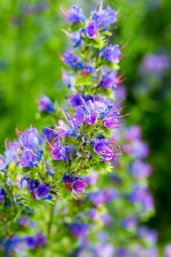 Blue weed stock image. Image of vulgare, blossom, echium - 35364263