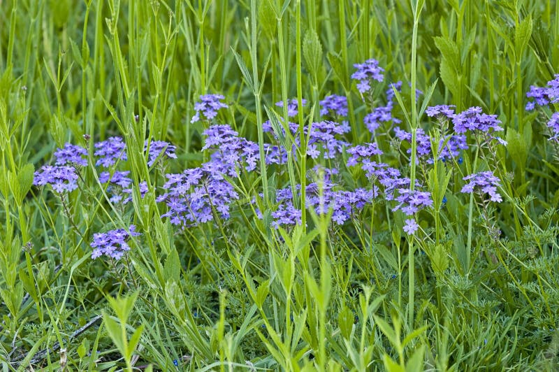 Blue weed flowers stock photo. Image of grass, branched - 22800072