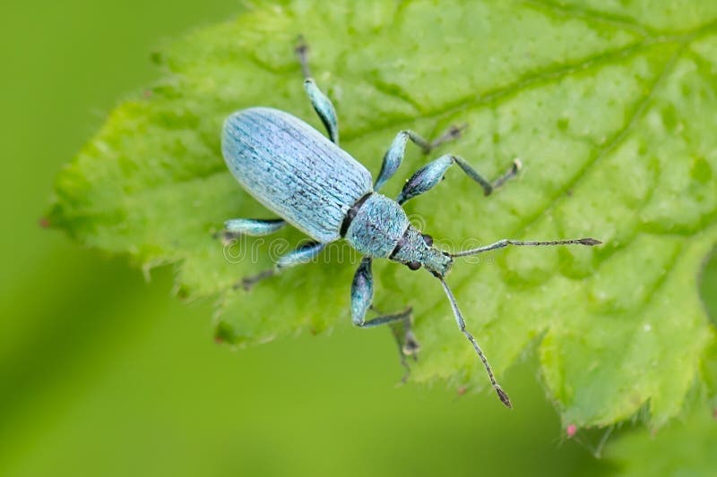 Blue Weevil Beetle on Green Leaf Surface in Natural Environment Stock ...