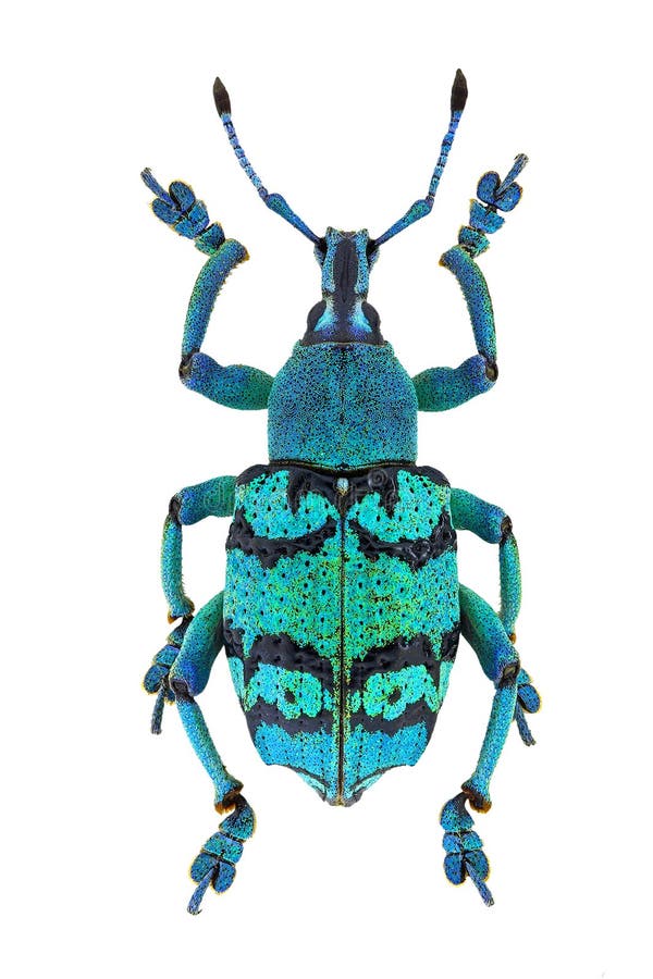Eupholus Magnificus, a Blue Exotic Weevil Stock Photo - Image of ...