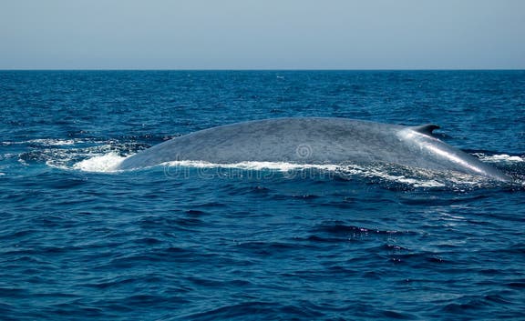 32,669 Blue Whale Facts Stock Photos - Free & Royalty-Free Stock Photos ...