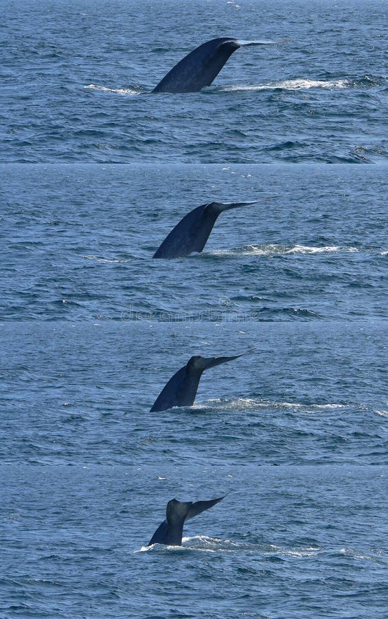 Blue Whale Diving stock photo. Image of rare, flukes, fluke - 1003302