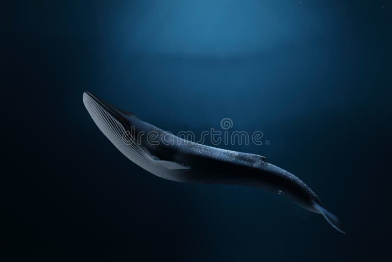 Blue Whale Model in Fish Tank on Blue Background Stock Photo - Image of ...
