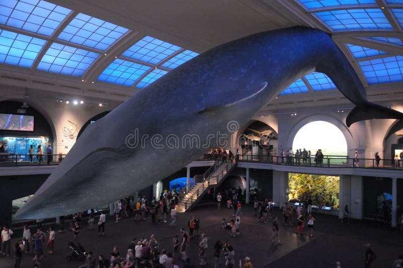 Blue Whale at Ocean Hall of the American Museum of Natural History AMNH ...