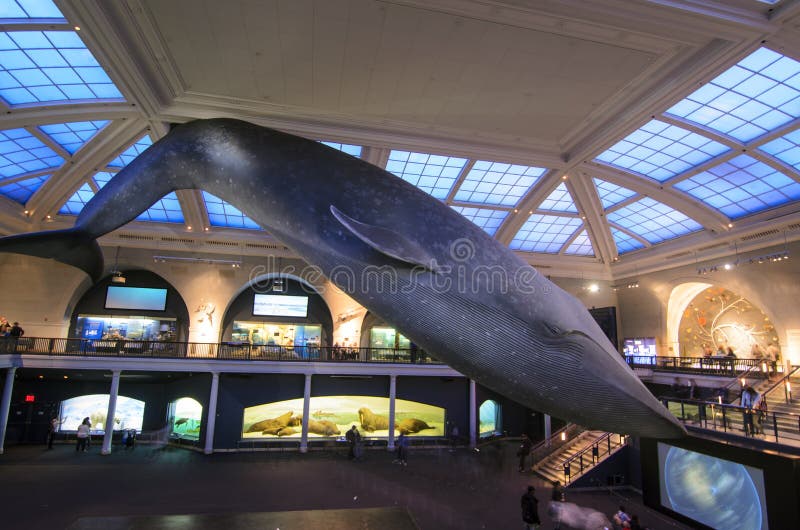 Blue whale editorial photography. Image of hall, educational - 58016842