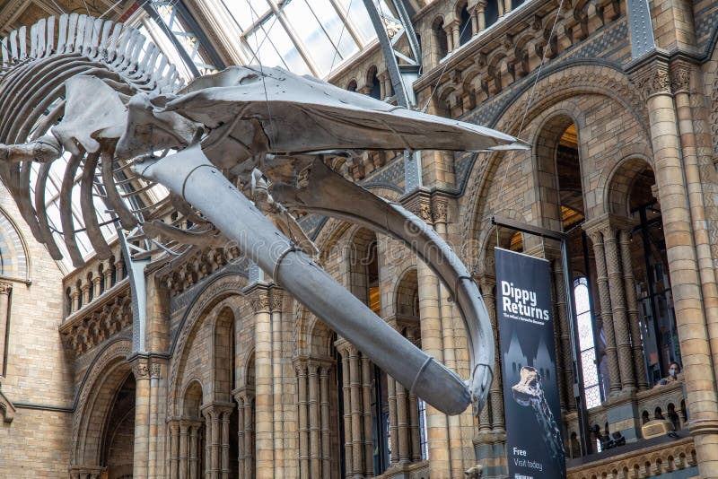Blue Whale Skeleton in the Natural History Editorial Image - Image of ...