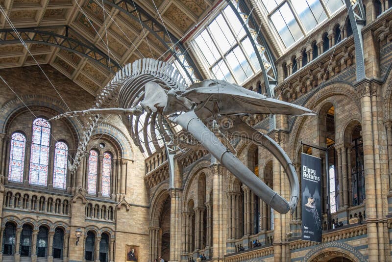Blue Whale Skeleton in the Natural History Editorial Photo - Image of ...