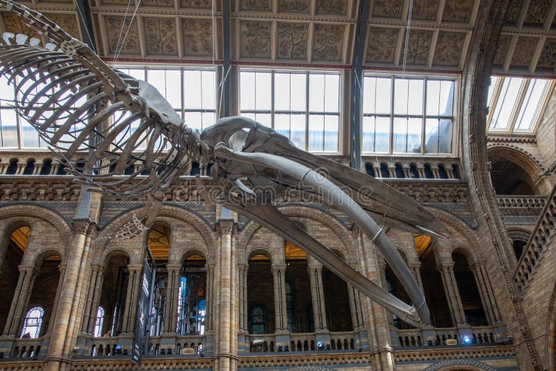Blue Whale Skeleton in the Natural History Editorial Photography ...