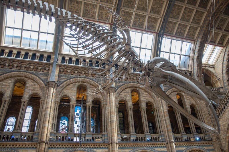 Blue Whale Skeleton in the Natural History Editorial Photo - Image of ...