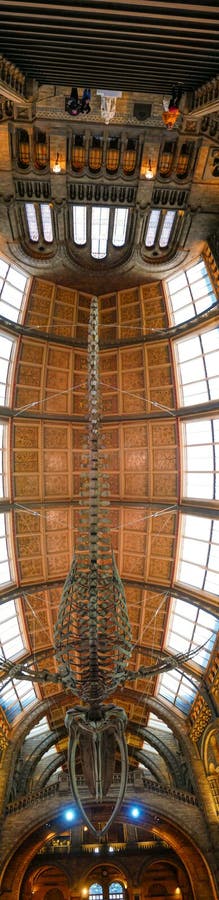 Blue Whale Skeleton in the Natural History Museum Atrium, London ...