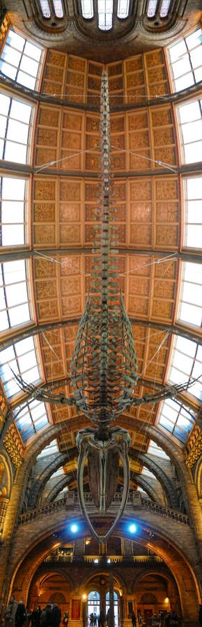 Blue Whale Skeleton in the Natural History Museum Atrium, London ...
