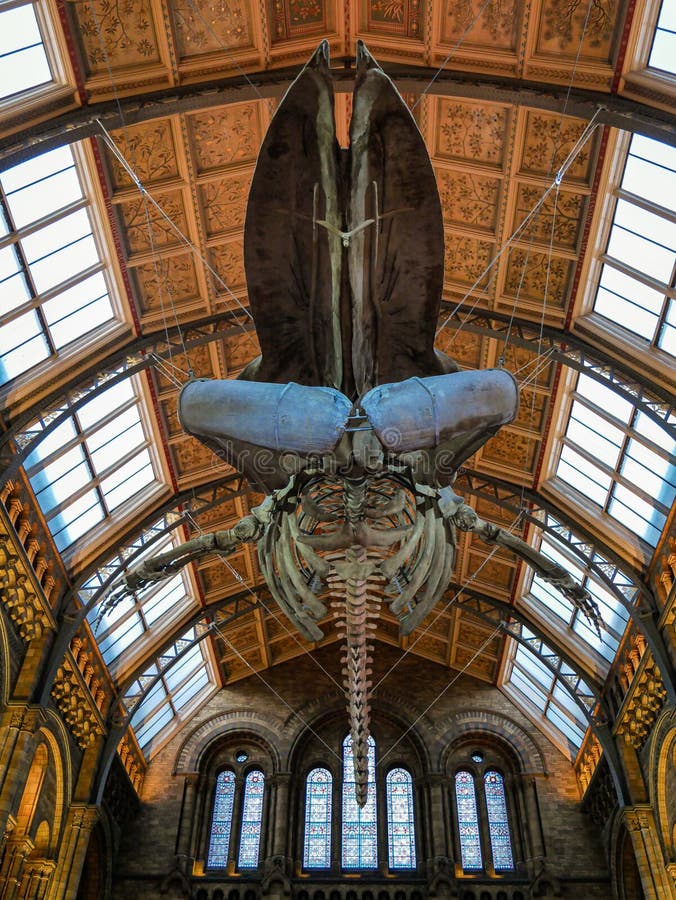 Blue Whale Skeleton in the Natural History Museum Atrium, London ...